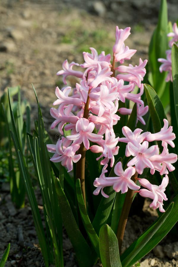 Pink hyacinths stock photo. Image of leaf, plant, park - 39747552