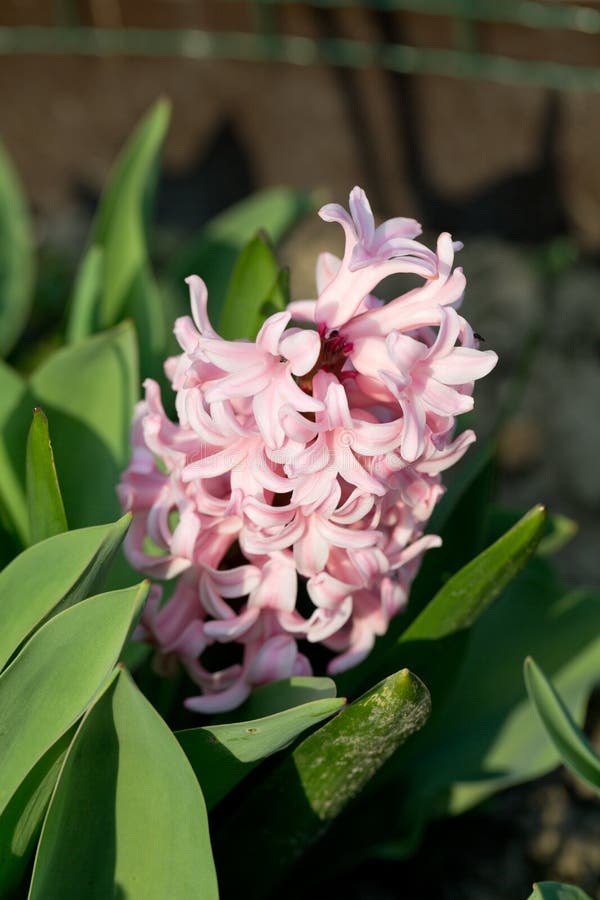 Pink hyacinths stock photo. Image of head, macro, growth - 39747754