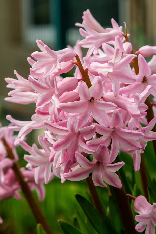 Pink Hyacinthus in a Garden. Traditional Spring Flower Stock Image ...