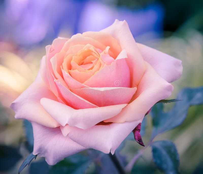 Pink Hybrid Rose, Vintage Filter Effect Stock Photo - Image of single ...