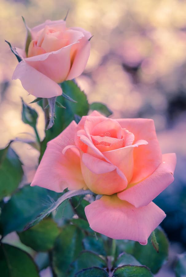 Pink Hybrid Rose, Vintage Filter Effect Stock Image - Image of love ...