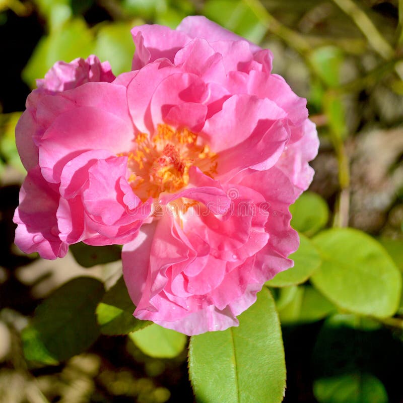 A Pink Hybrid Tea Rose in the Garden in Summer Stock Image - Image of ...