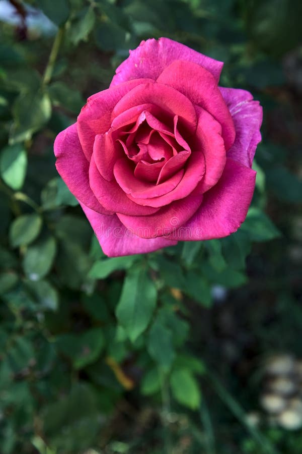 Pink Hybrid Tea Rose in Bloom Seen Up Close Stock Image - Image of ...