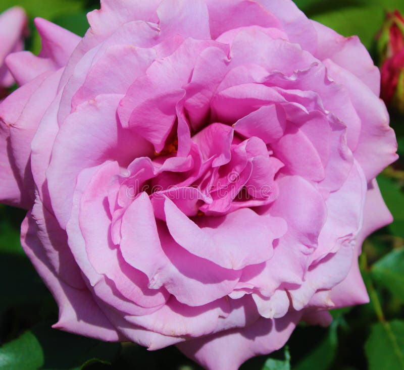 Pink Hybrid Tea Rose stock photo. Image of glazed, birthday - 122398556