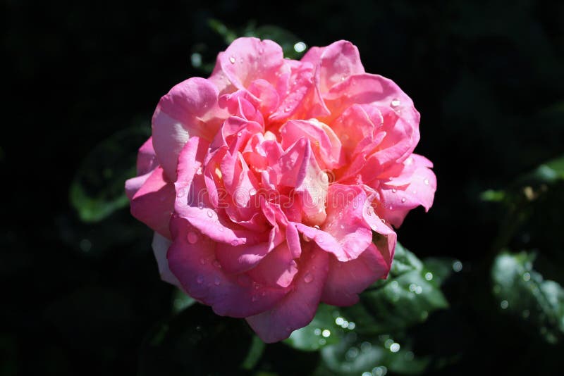 Pink Hybrid Tea Rose stock photo. Image of fresh, decor - 122398566