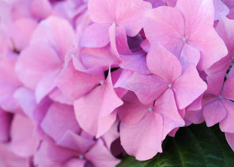 Pink hydrangea stock image. Image of violet, flora, blossom - 14600185