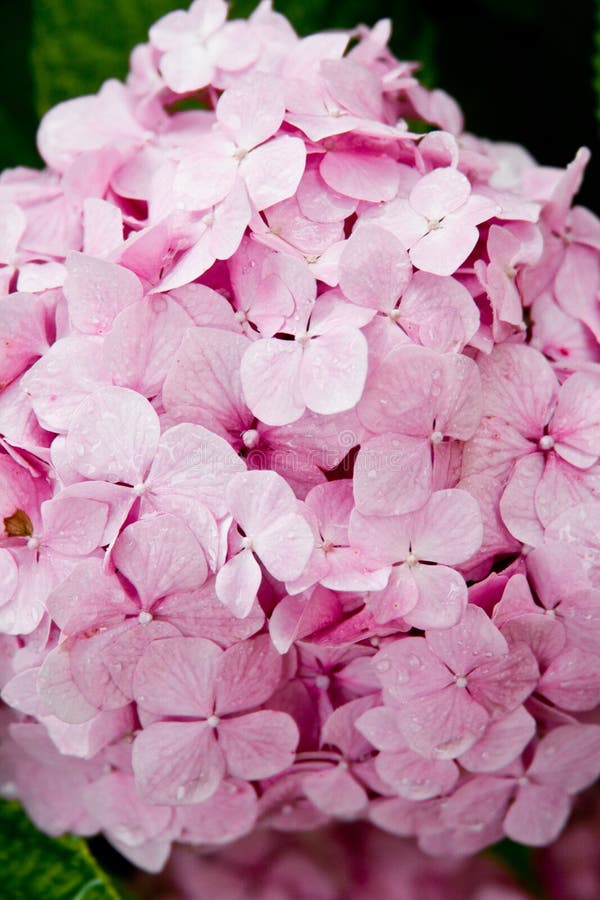 Pink hydrangea stock image. Image of freshness, life - 26482889