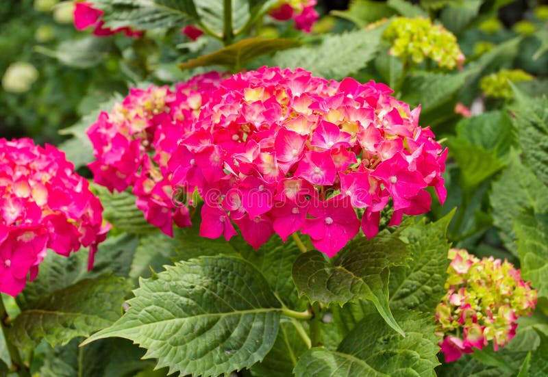 Beautiful Pink Hydrangea Bush Stock Image - Image of bloom, bush: 22936571