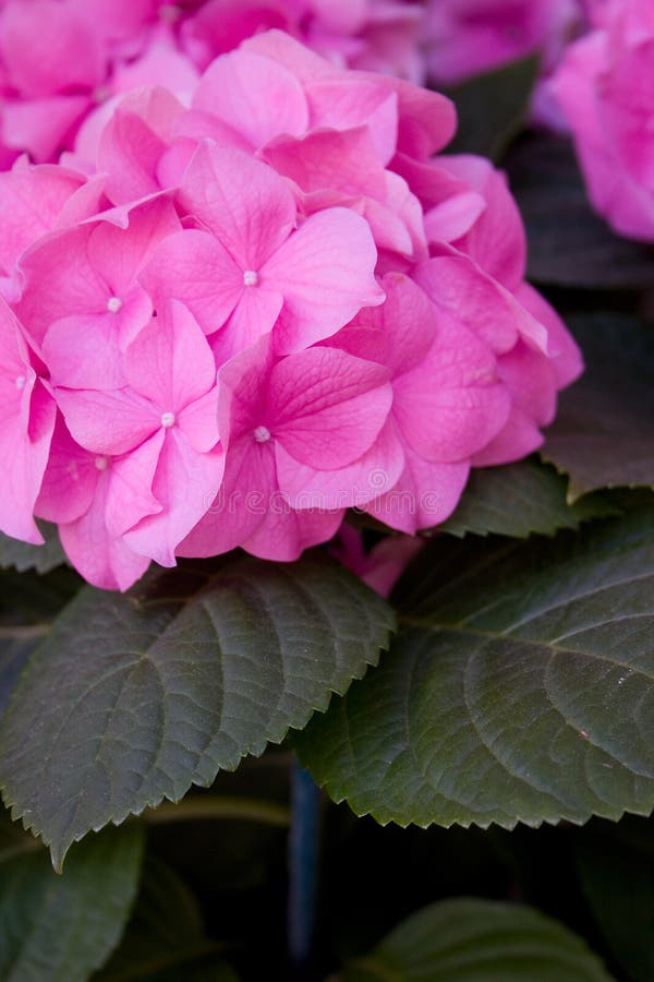 Pink hydrangea stock image. Image of shrub, flower, abstract - 700467