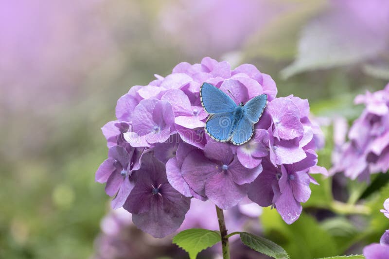 Pink Hydrangea with Adonis Blue Butterfly in the Backyard. Summer in ...
