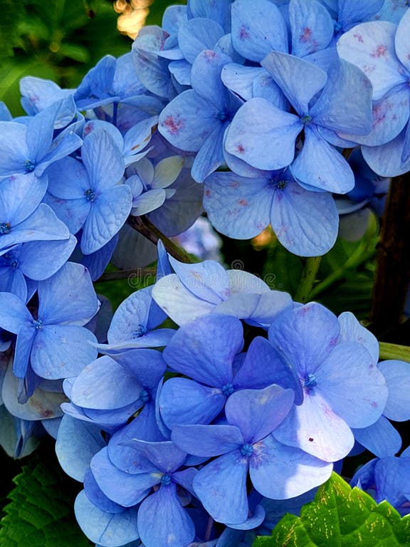 Blue hydrangea in bloom stock image. Image of shrub - 255573457