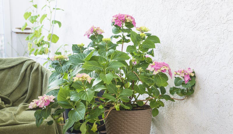 Pink hydrangea in bloom stock image. Image of veranda - 179768537
