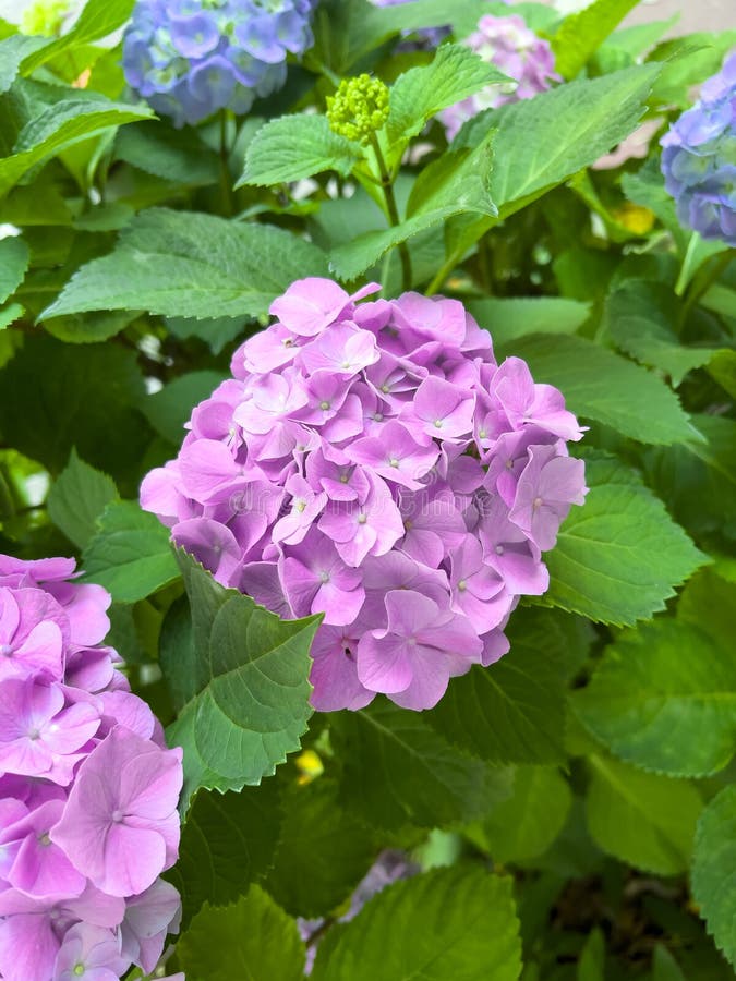Pink Hydrangea Hydrangea Blooming at the End of May Stock Photo - Image ...