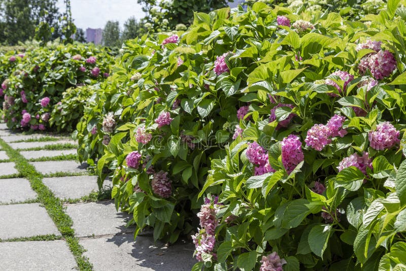 Pink Hydrangea Bushes in the City Park Stock Photo - Image of green ...