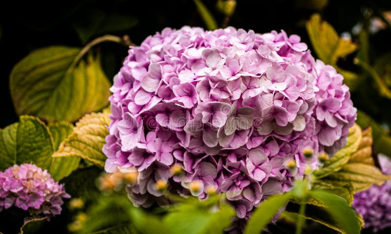 Pink Hydrangea in Close-up and Play of Light Stock Image - Image of ...