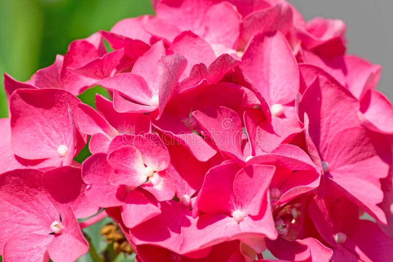 Pink hydrangea close up stock image. Image of fuchsia - 32668527