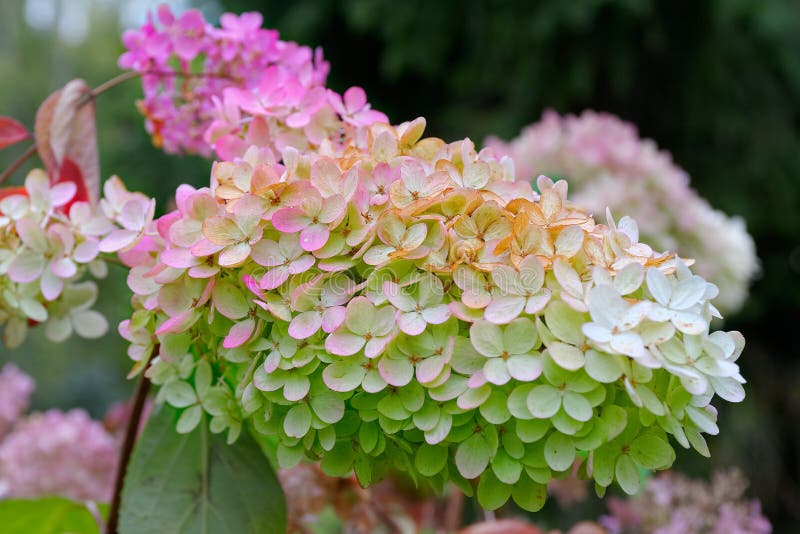Pink hydrangea stock image. Image of flower, shades, foliage - 38855837
