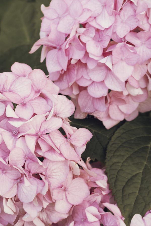 Pink Hydrangea Flower, Abstract Vintage Blooming Background Stock Image ...