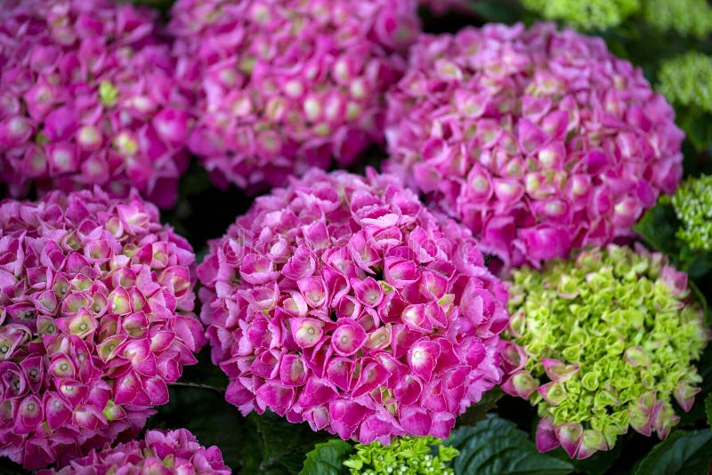 Pink Hydrangea Flower Bloom in the Garden Stock Image - Image of ...