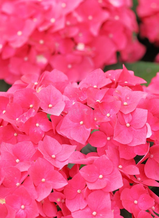 Pink hydrangea flower stock photo. Image of flora, macro - 31159090