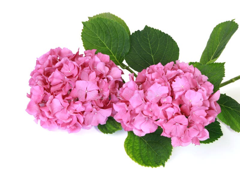 Pink Hydrangea Flower with Foliage Stock Image - Image of vegetation ...