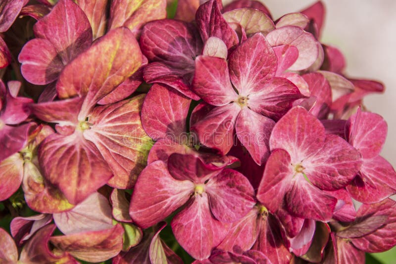 Pink Hydrangea flower stock image. Image of field, autumn - 136362115