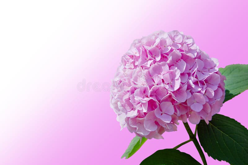 Pink Hydrangea Flower Hydrangea Macrophylla Isolated on Pink Background ...