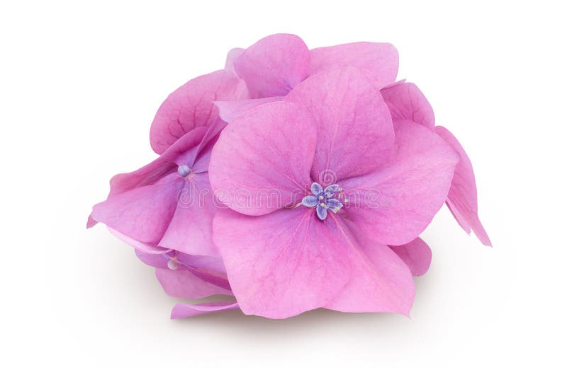 Pink Hydrangea Flower Isolated on White Background Stock Photo - Image ...