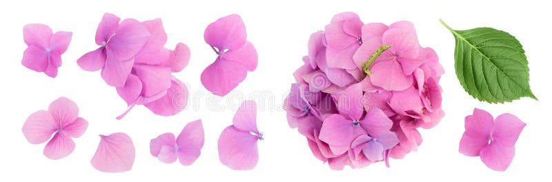 Pink Hydrangea Flower Isolated on White Background. Top View Stock ...
