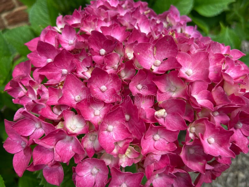 Pink Hydrangea Flower in June in Spring Stock Photo - Image of green ...