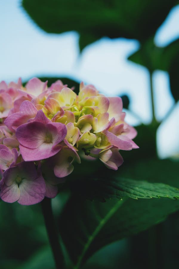 Pink Hydrangea Flower - Hydrangea Macrophylla in the Garden Stock Image ...