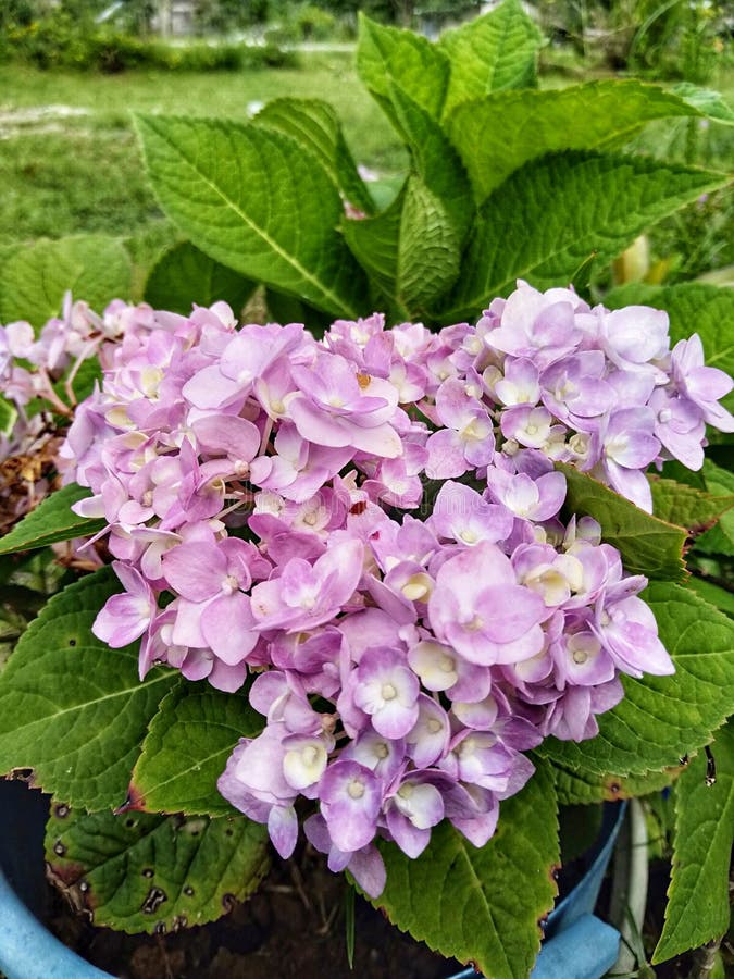 Pink hydrangea flower. stock image. Image of herb, flora - 221096065