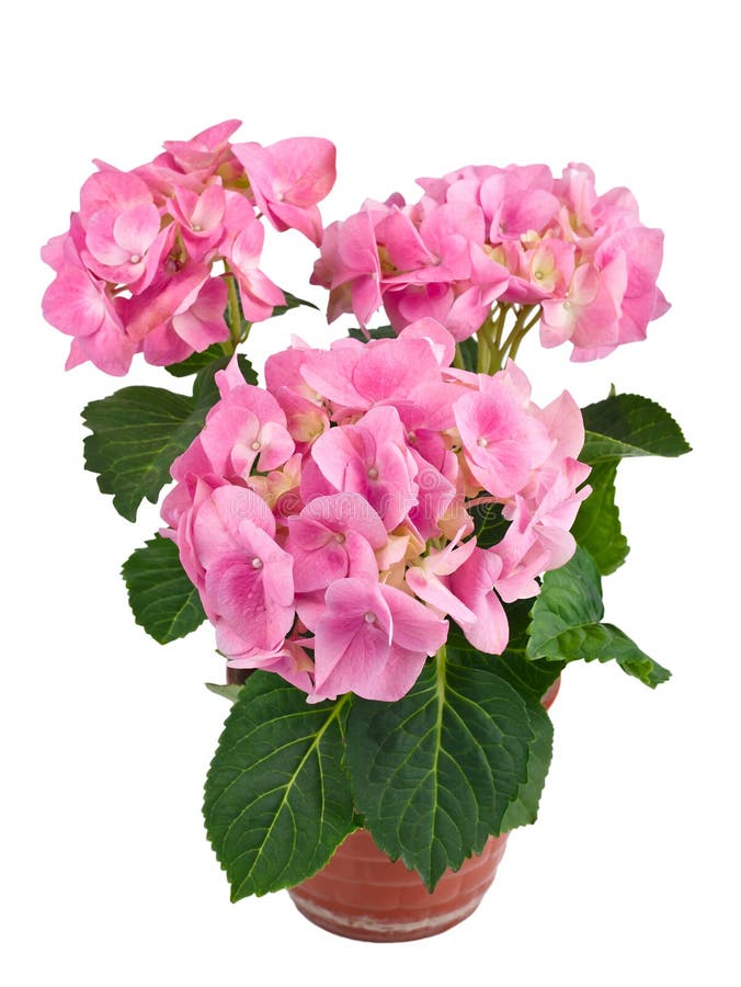 42,017 Pink Hydrangea Stock Photos - Free & Royalty-Free Stock Photos ...
