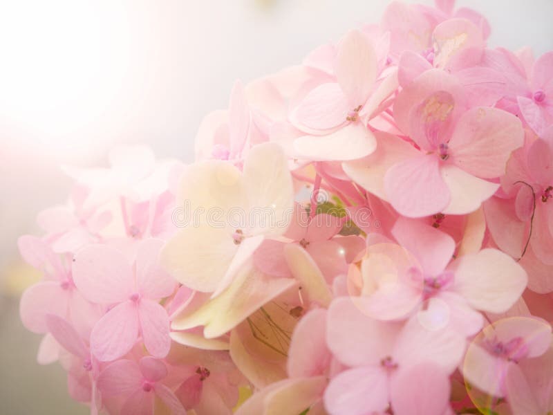 Download Wallpaper Pink Hydrangea