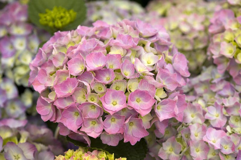 Pink hydrangea flowers stock photo. Image of mophead - 25264226