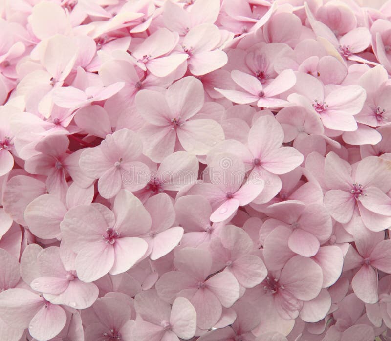 Pink hydrangea flowers stock photo. Image of beautiful - 26989252