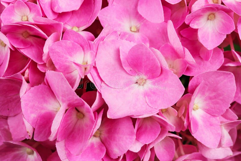 Pink Hydrangea Flowers Background Stock Image - Image of texture, paper ...
