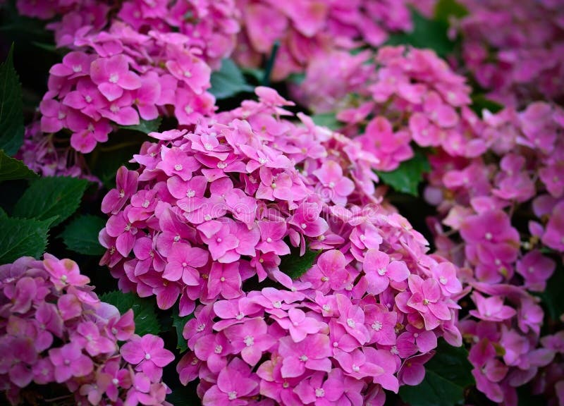 Pink Hydrangea Flowers on a Background Stock Photo - Image of bush ...