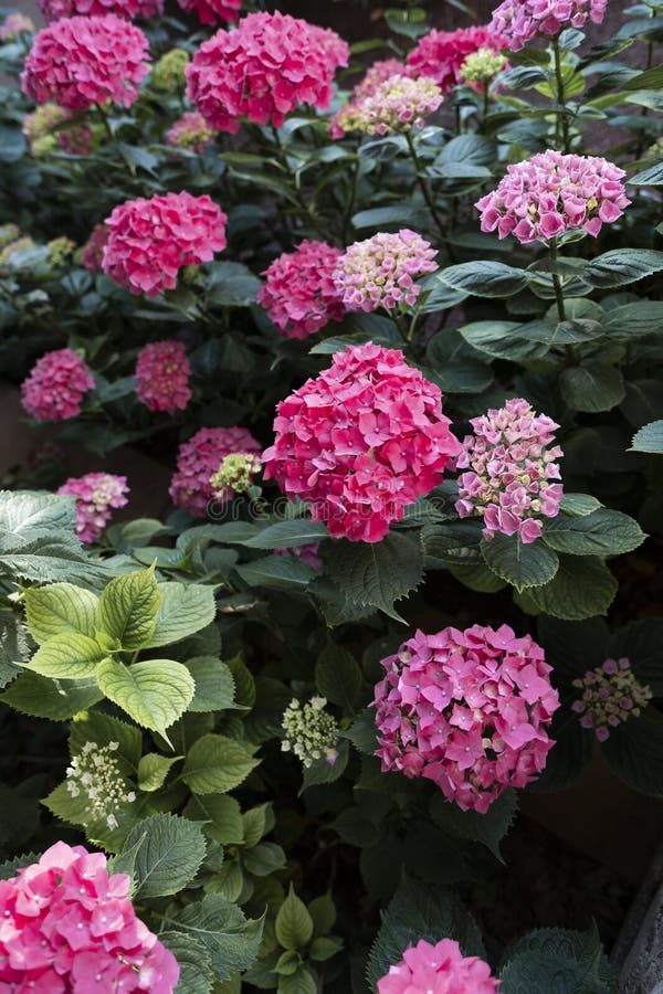 Pink Hydrangeas Blooming in a Lush Garden Stock Image - Image of nature ...