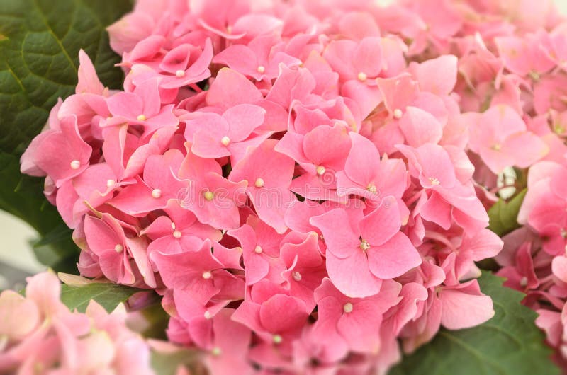 Pink Hydrangea Flowers Blooming in Garden Stock Photo - Image of color ...