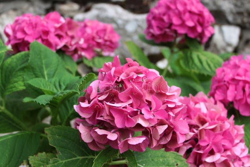 Beautiful Pink Hydrangea Bush Stock Image - Image of bloom, bush: 22936571