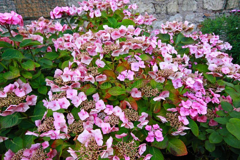 Beautiful Pink Hydrangea Bush Stock Image - Image of bloom, bush: 22936571