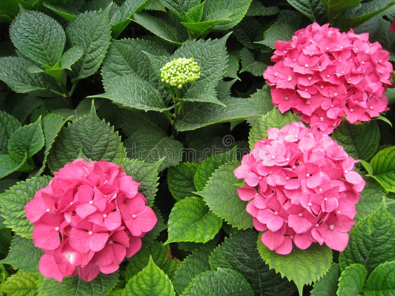 Pink hydrangea flowers stock image. Image of closeup - 41334487
