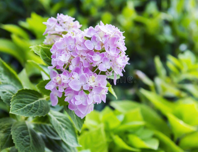 Pink Hydrangea Flowers in the Garden Stock Photo - Image of gardening ...