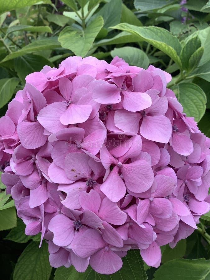 A Pink Hydrangea Full of Flowers Stock Photo - Image of full, purple ...