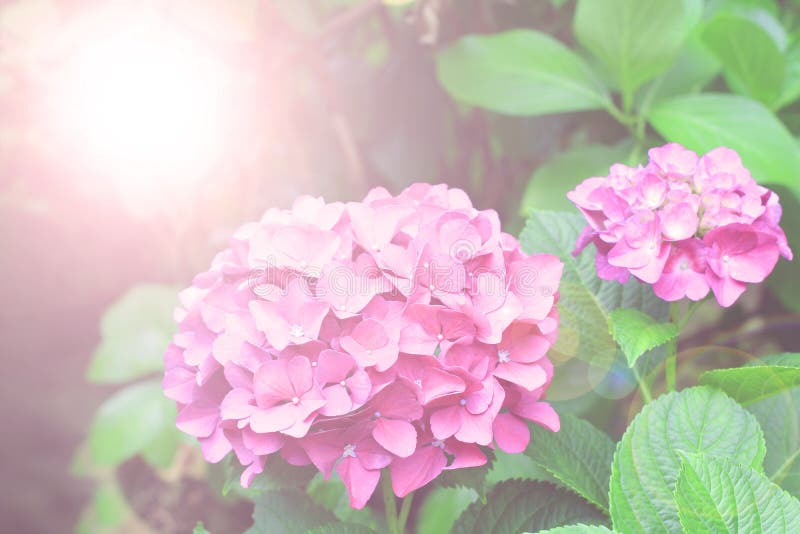 Pink Hydrangea stock photo. Image of background, decoration - 59474530