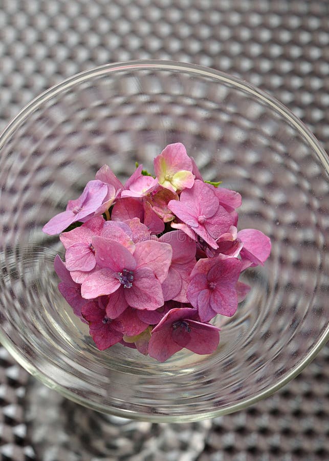 Pink Hydrangea in a glass stock image. Image of blossom - 81052533