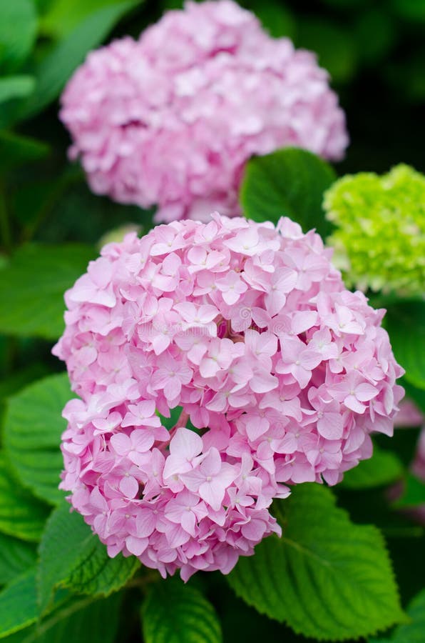Pink Hydrangea with Green Leaves Background, Close Up Stock Photo ...