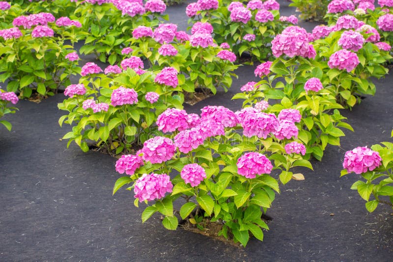 Pink hydrangea stock image. Image of meadow, bloom, bush - 72708585