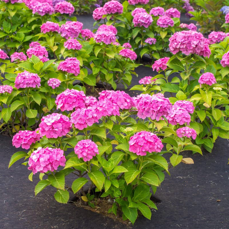 Pink hydrangea stock photo. Image of macrophylla, bush - 72710468